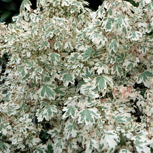 Introducing 2025's Must-Have Acer Campestre Carnival Tree - Exclusively ...